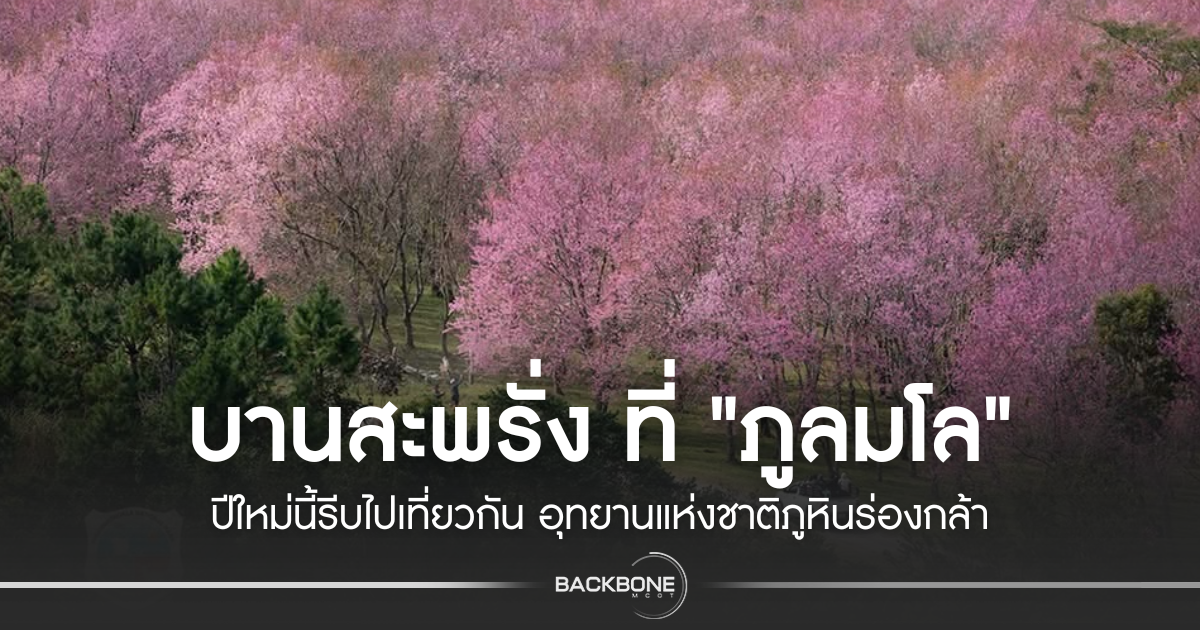 บานสะพรั่งที่ภูลมโล ปีใหม่นี้รีบไปเที่ยวกันอุทยานแห่งชาติภูหินร่องกล้า